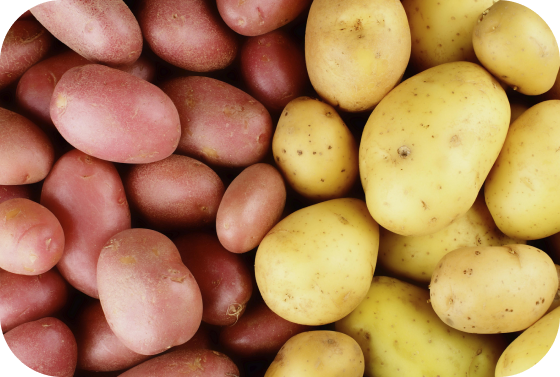 Technico Agri Sciences Limited (Technico)